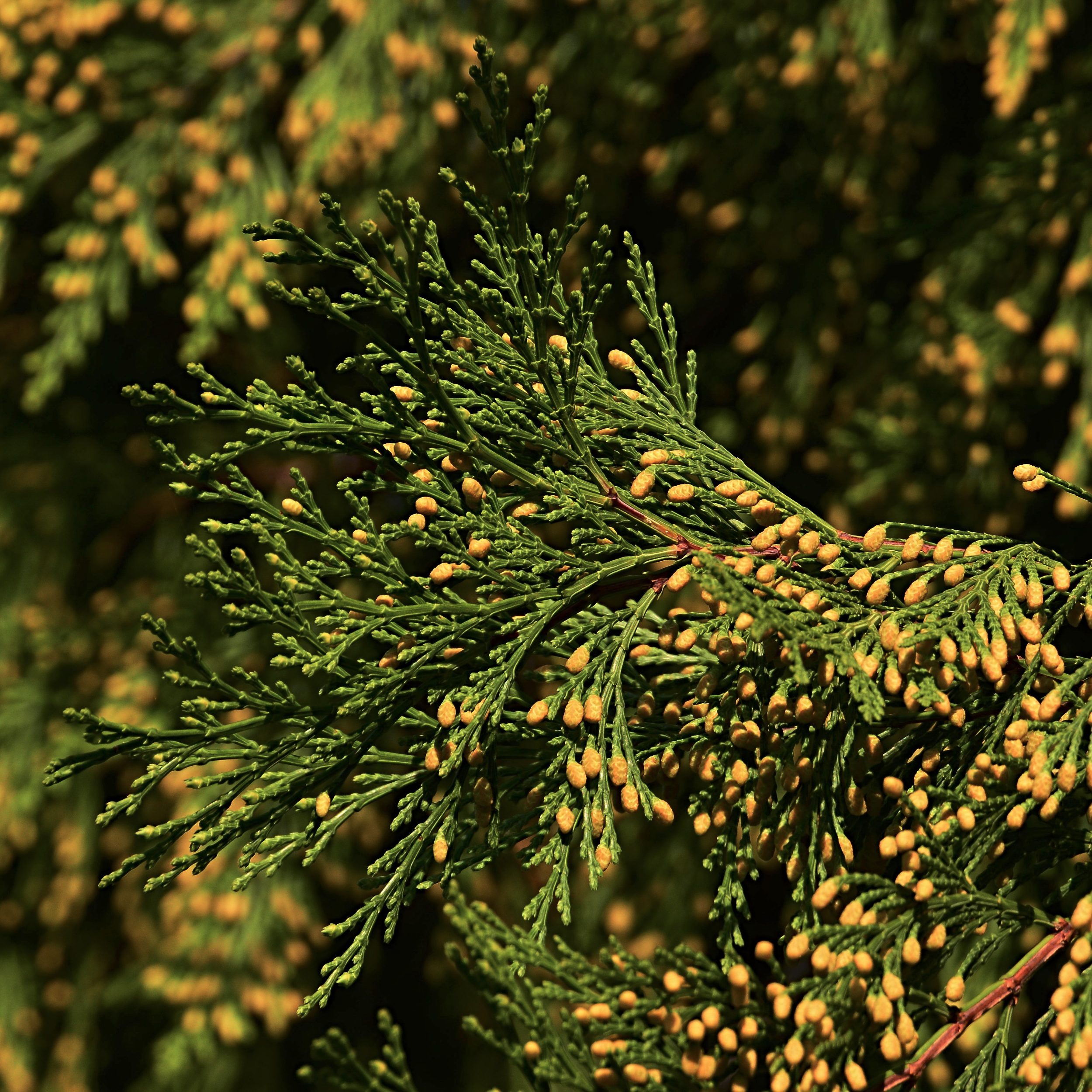 Incense Cedar Collection | Rogue Evergreens